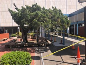 What To Do About The Historic Tree In Front Of The Brazos County ...